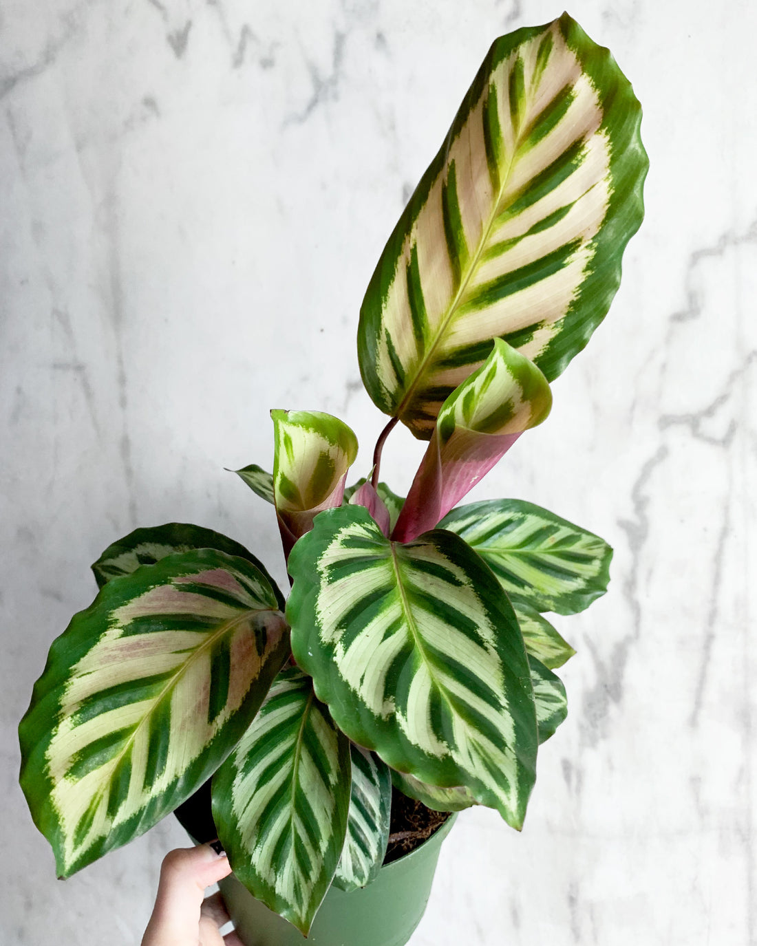 Plants – Page 2 – Hammer + Vine