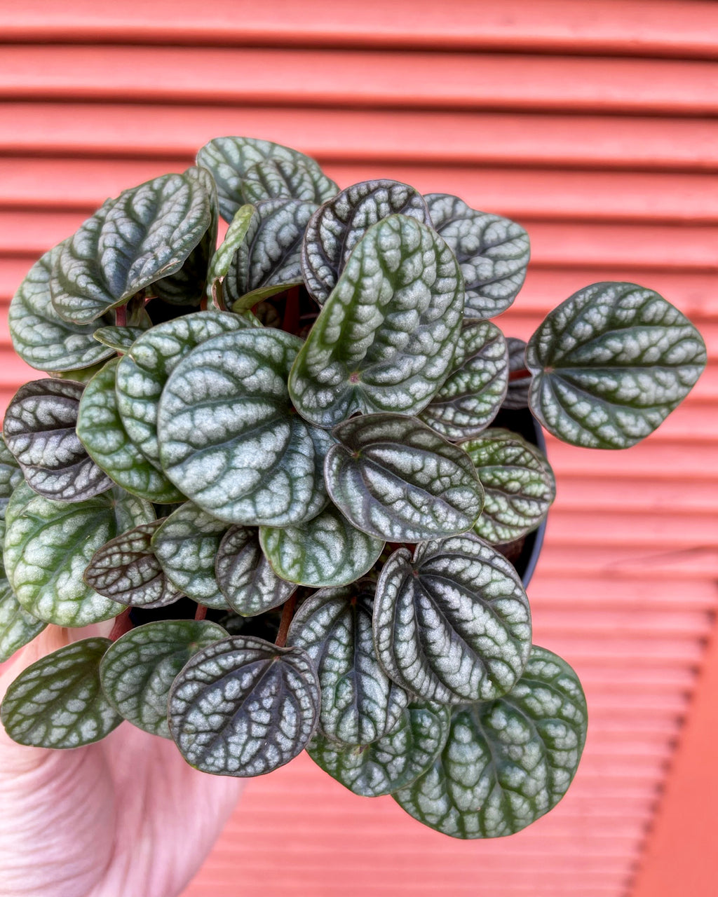 Peperomia Burbella 4in – Hammer + Vine
