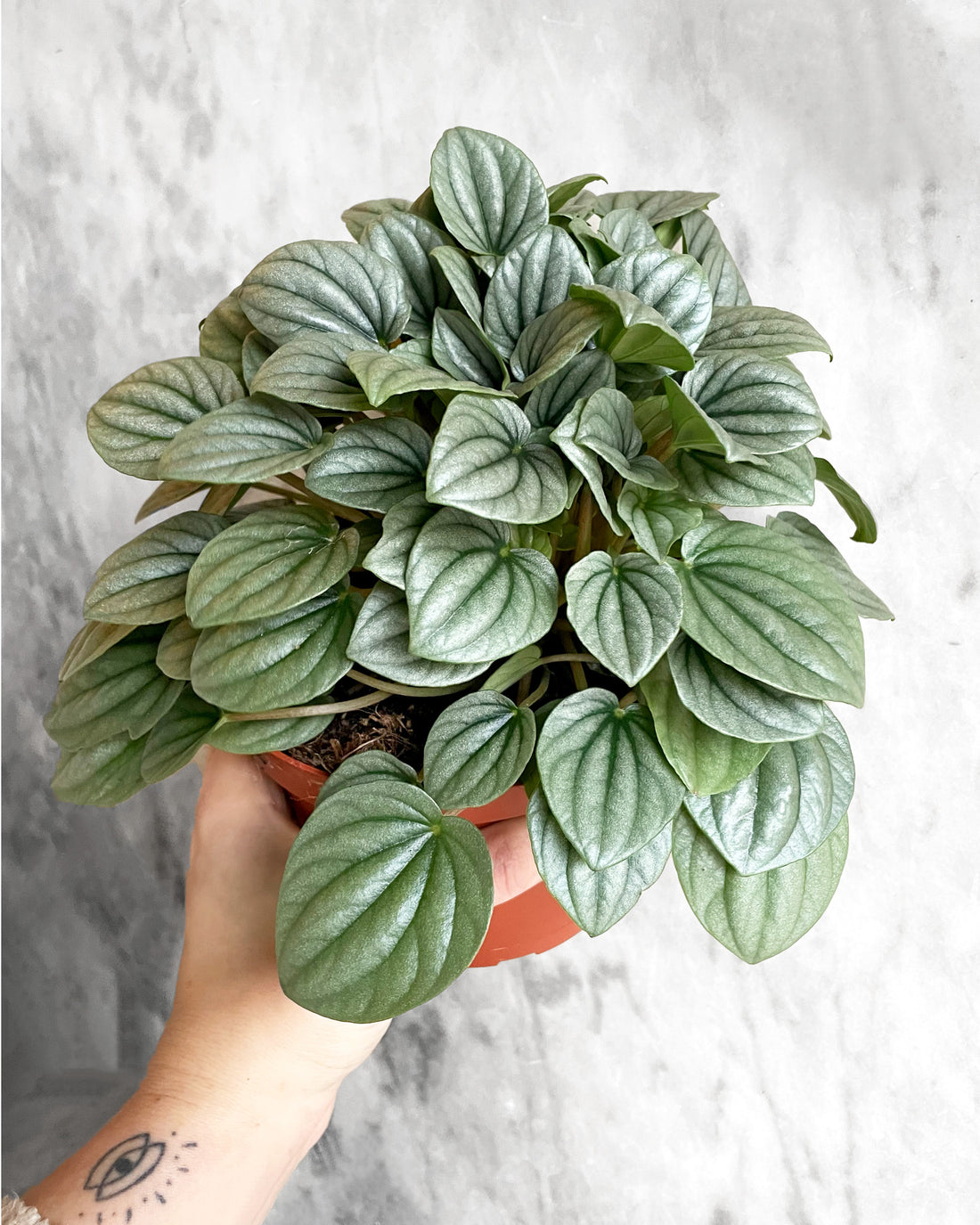 Plants – Page 2 – Hammer + Vine