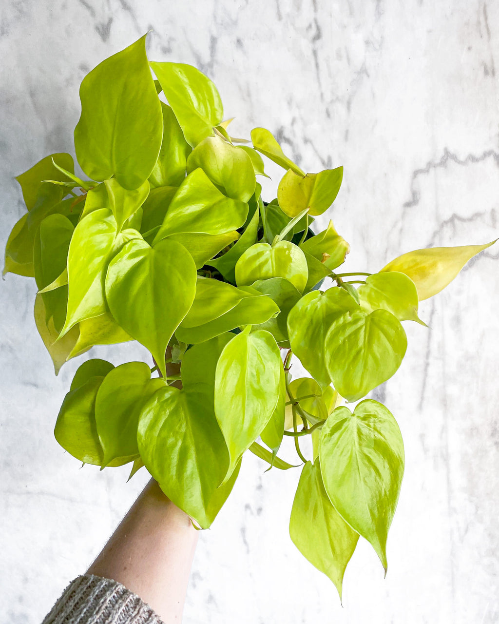 Philodendron Lemon Lime – Hammer + Vine